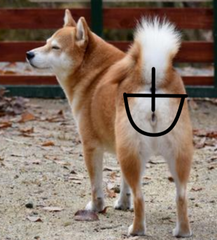 $DOGEY - DOGEY STYLE